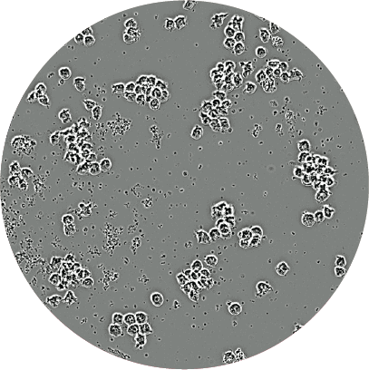 CELLCYTE: Automate your 3D cell culture workflows - CYTENA