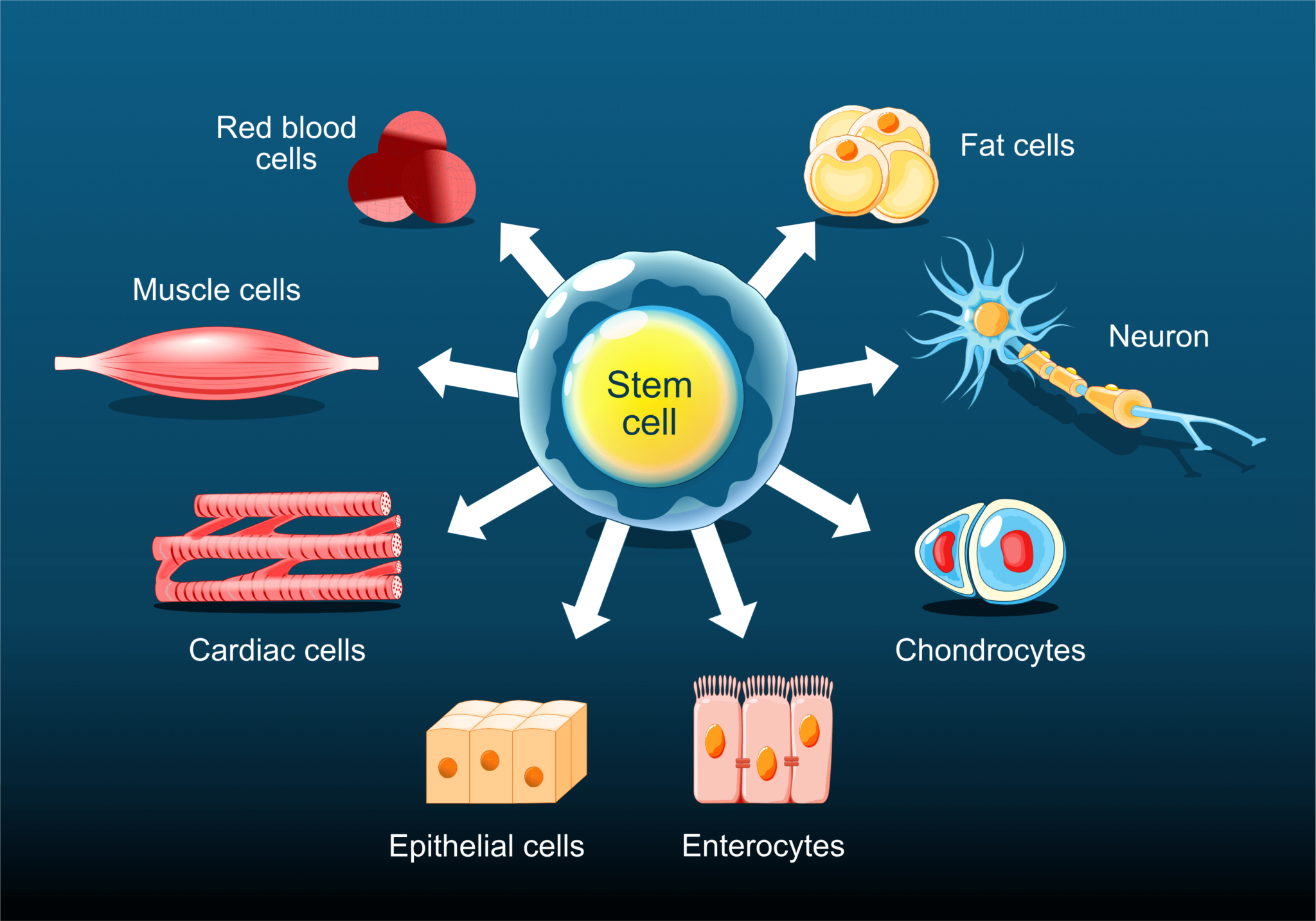 Discovering New Frontiers in Biomedical Research: Single-Cell Seeding ...